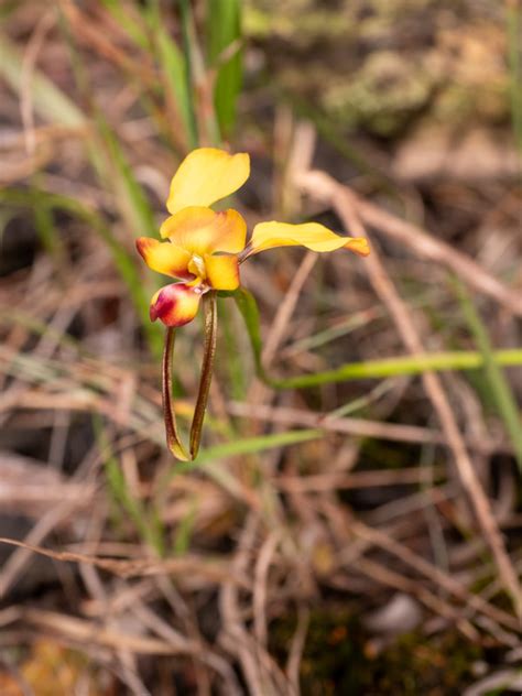 Donley Orchid