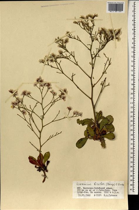 MW0187359, Limonium bicolor (Кермек двуцветный), specimen