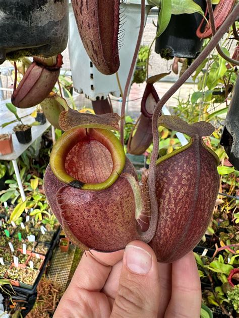 Nepenthes undulatifolia Rooted Cutting - Carnivorous Plant Resource