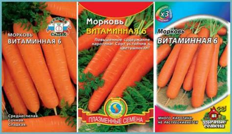 морковь витаминная 6: выращивание на даче, описание сорта + фото