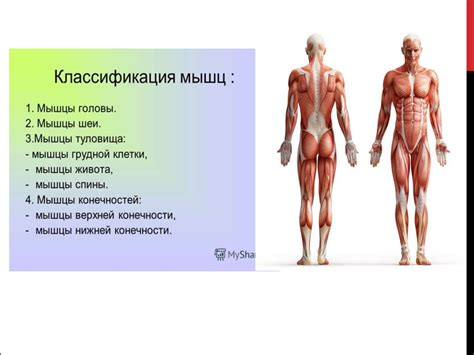 Миология - презентация онлайн