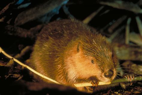 Beavers - The Stephen Low Company