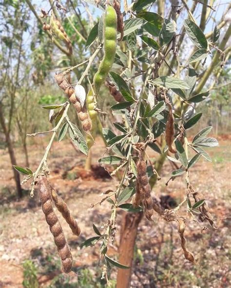 5 Fakta Tanaman Gude, Penghasil Kacang Sumber Pangan Potensi