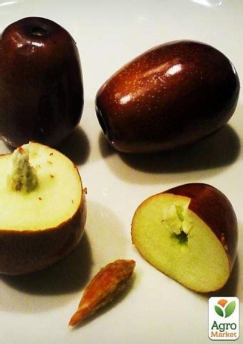 Зизифус "Та-ян-цзао": купити поштою в Одесі, Києві, Україні | Agro-Market