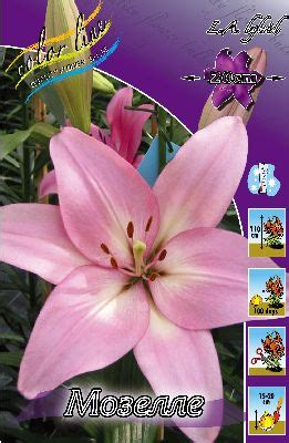 Каталог лилий, сорта лилий,Lilium catalog