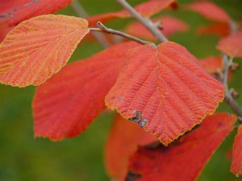 Hamamelis, die Zaubernuss verzaubert Herbst und Winter - Wurzerls Garten