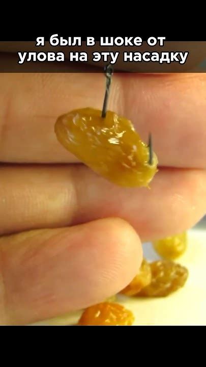 Насадка на трофейную рыбу #рыбалка #рыба #насадка #carpfishing - YouTube