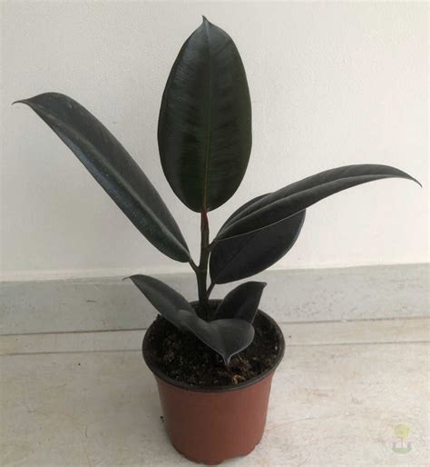 Фикус каучуконосный Абиджан / Ficus elastica Abidjan купить в Москве по ...
