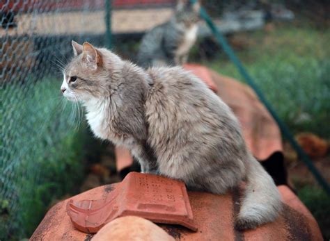 Необычные и редкие клички для котов и кошек, экзотические имена для котят