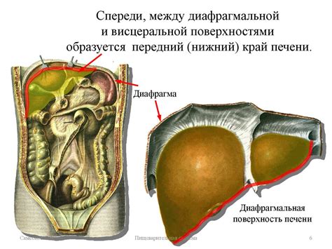 Печень. Жёлчный пузырь. Поджелудочная железа. Селезёнка (занятие 3 ...