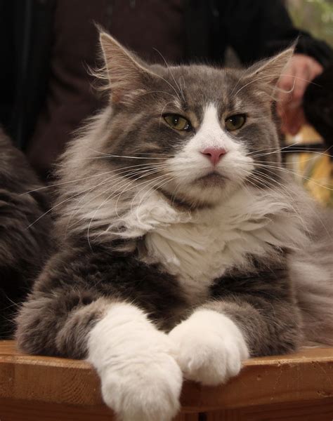 Kater Image