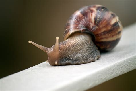 Giant Snail In Singapore Free Stock Photo - Public Domain Pictures