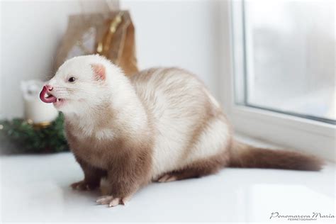 My ferret-gang (living in Saint-Petersburg, Russia) | The Holistic ...