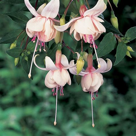 Fuchsia Harry Gray - Beekenkamp Plants