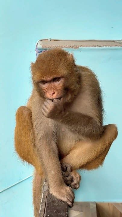 Обезьянка в восторге: Печеньки Орио для пушистого гурмана! 🍪🐒 # ...