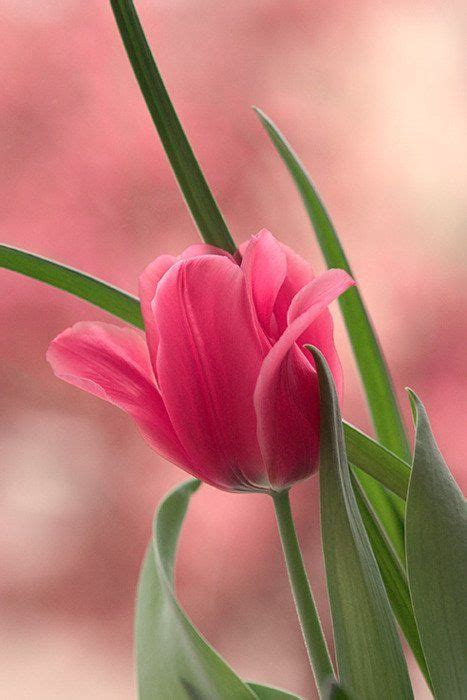 С Днем Святого Валентина!: miss_pm — LiveJournal