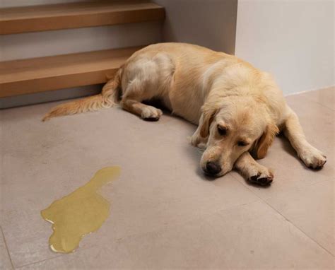 Pet Stain and Odour Removal | OneCall Services