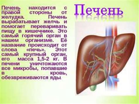 Где находится печень у человека; печень как главный фильтр: функции и ...
