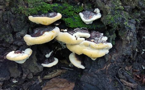 Ганодерма смолистая (Ganoderma resinaceum) фото и описание