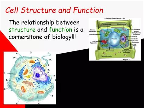 PPT - Cell Structure and Function PowerPoint Presentation, free download - ID:6660958