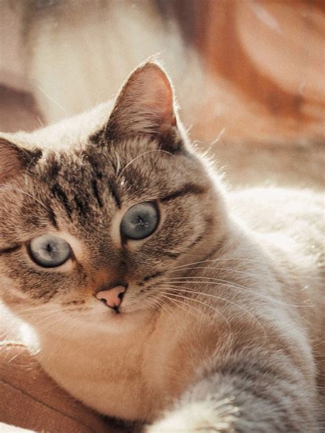 Кошка котенок котик солнце милая | Кошки, Котенок