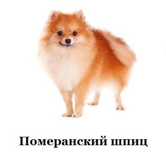 Купить одежду для собак в интернет-магазине McDog.ru