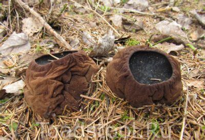 Саркосома шаровидная, Sarcosoma globosum - Грибы Средней Полосы