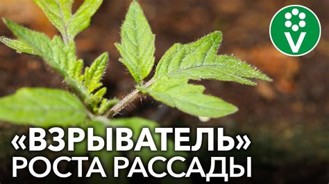 ДАЖЕ САМАЯ ХИЛАЯ РАССАДА ПОЙДЕТ В РОСТ И СТАНЕТ КРЕПКОЙ! На что ...