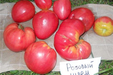 Томат Розовый шлем: характеристика и описание гибридного сорта с фото