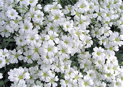 Ясколка / Многолетники / Энциклопедия растений / FloraPedia.ru ...