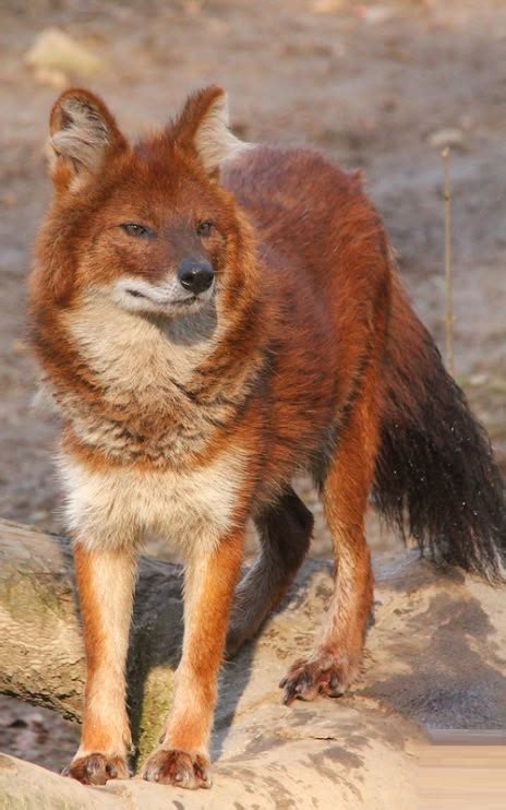 Красный или горный волк (лат. Cuon alpinus) | Гиеновые собаки, Рыжие ...