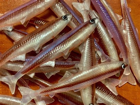 Guma Tomy's Bait Realistic STYNKA 12FT BROWN - STYNKA 12FT ...