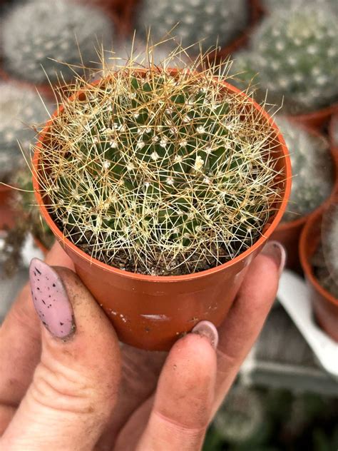 Mammillaria camptotricha | Cactuses \ Dolichothele | Kaktusy, sukulenty ...