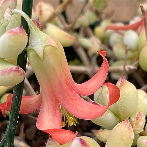Cotyledon pendens 'Cliff Cotyledon' | Nurseries Online USA