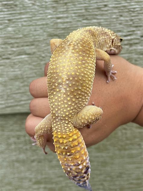 Super obsessed w/ my leopard gecko but can someone tell me what morph he is? : r/reptiles