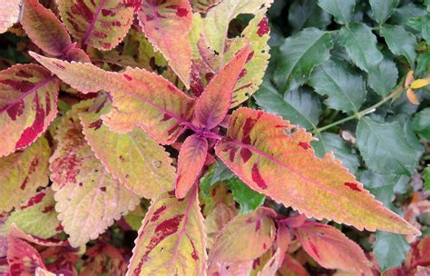 Coleus scutellarioides - Изображение особи - Плантариум