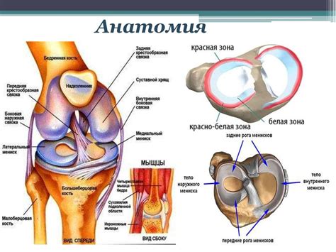 Повреждения менисков коленного сустава - презентация онлайн