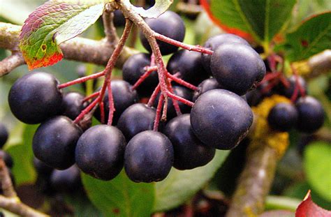 Купить саженцы Рябины черноплодной 🌱цена от 693₽, доставка СПб ...