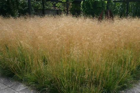 Deschampsia Cespitosa Goldschleier / Deschampsia cespitosa ...