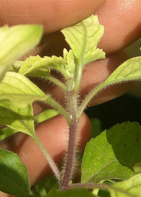 Tulsi Leaves