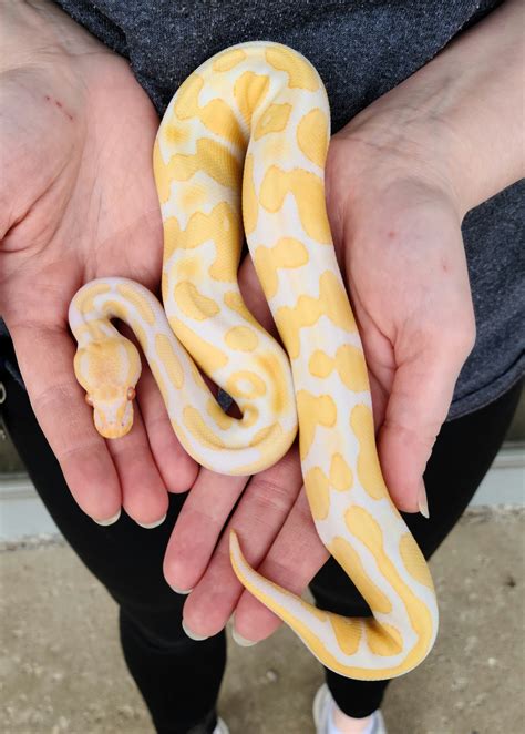 Python regius 'Ball Python' Albino Male-Pyt.regiusAlbinoM