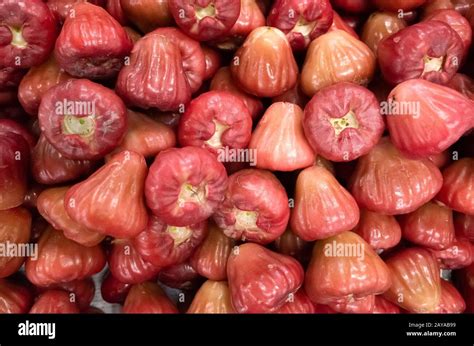 fresh wax apple fruit Stock Photo - Alamy