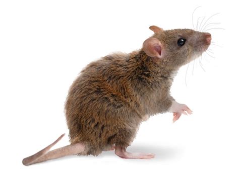 Types of Pest Mice You’ll Find In or Around Your Pennsylvania Home