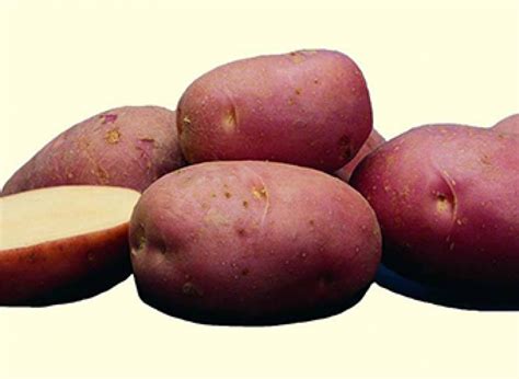 Купить Картофель красный Ред Скарлетт семенной от поставщика: цена ...