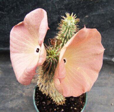 Hoodia Gordonii (Худиа Гордония) Mega Hoodia 60 капс.
