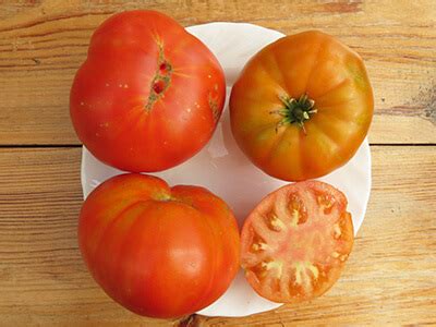 Томат Куум | Бататовые Кущи