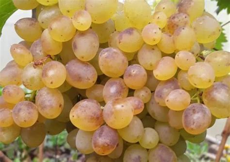 Купить саженцы винограда из питомника "КСП" – доставка почтой, СДЭК