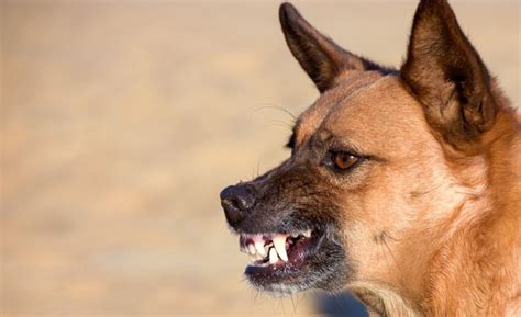 Aggressive Dog Training Tips | atelier-yuwa.ciao.jp