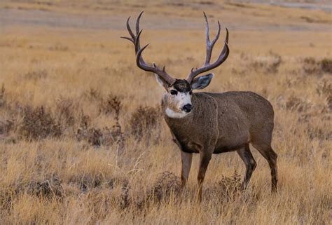 Texas Mule Deer Season 2025 - Florence J. Dion