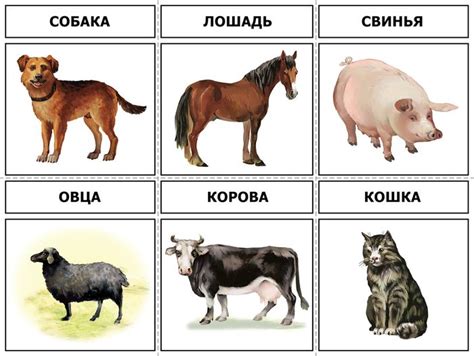 Домашние животные картинки для детей дошкольного возраста